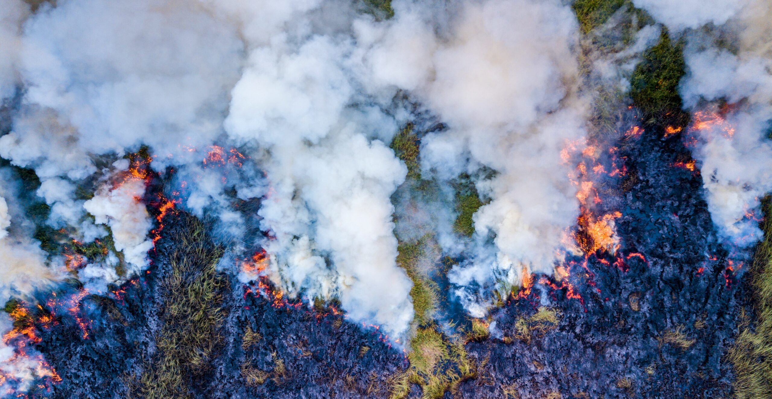 Fires in the Amazon destroy billions of trees and vines - Earth.com