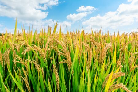 Drought changes the root microbiome of rice plants • Earth.com