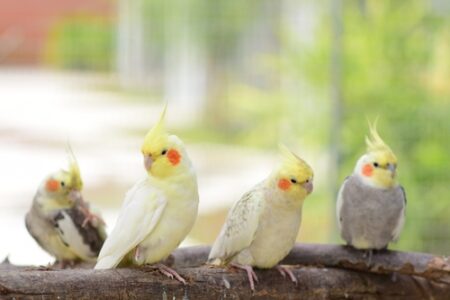 Which Birds Make the Best Pet Birds? - Earth.com