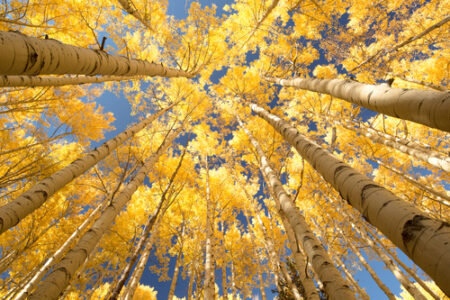 A Beginner's Guide to Tree Identification • Earth.com