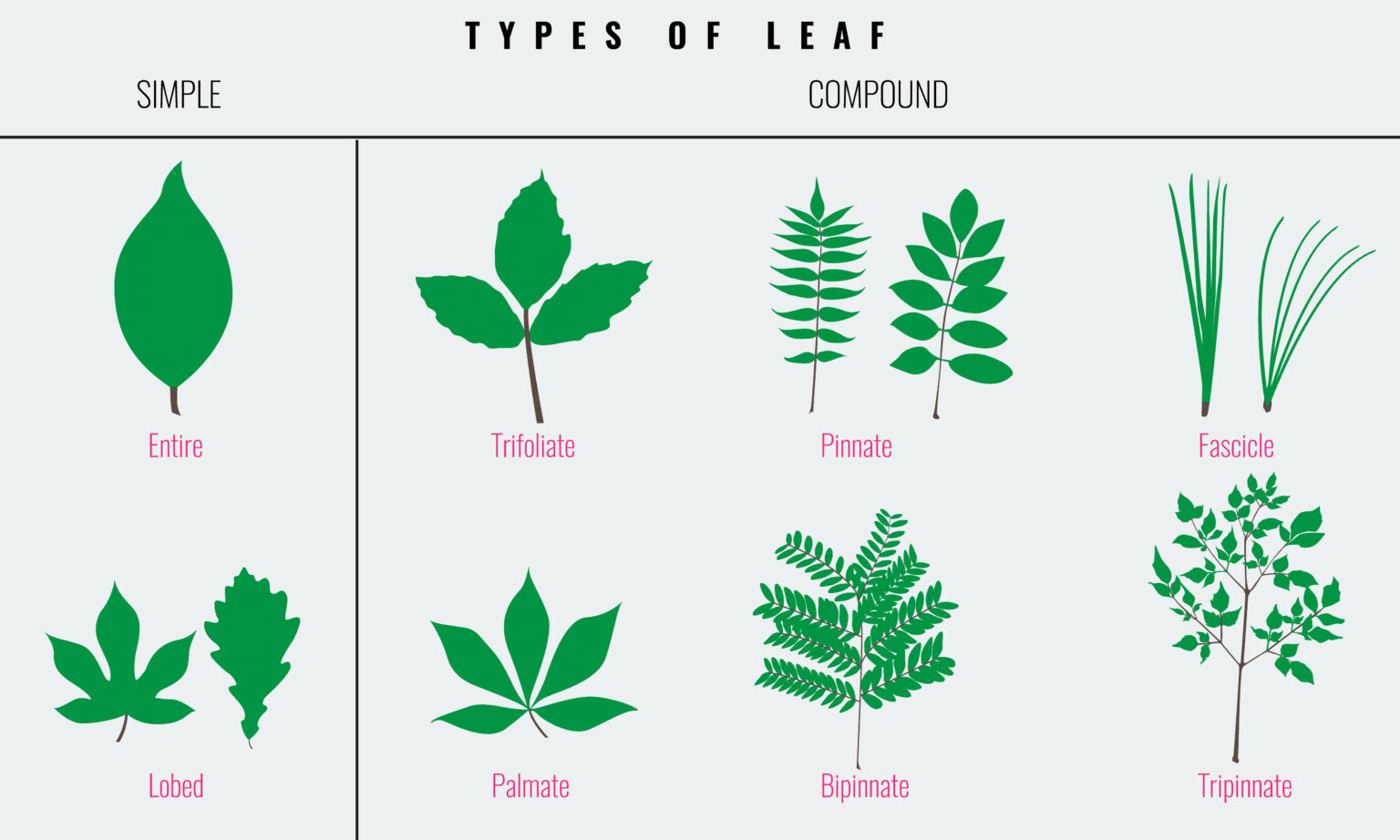A Beginner's Guide to Tree Identification - Earth.com