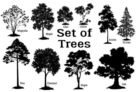 A Beginner's Guide to Tree Identification - Earth.com