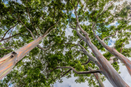 A Beginner's Guide to Tree Identification - Earth.com
