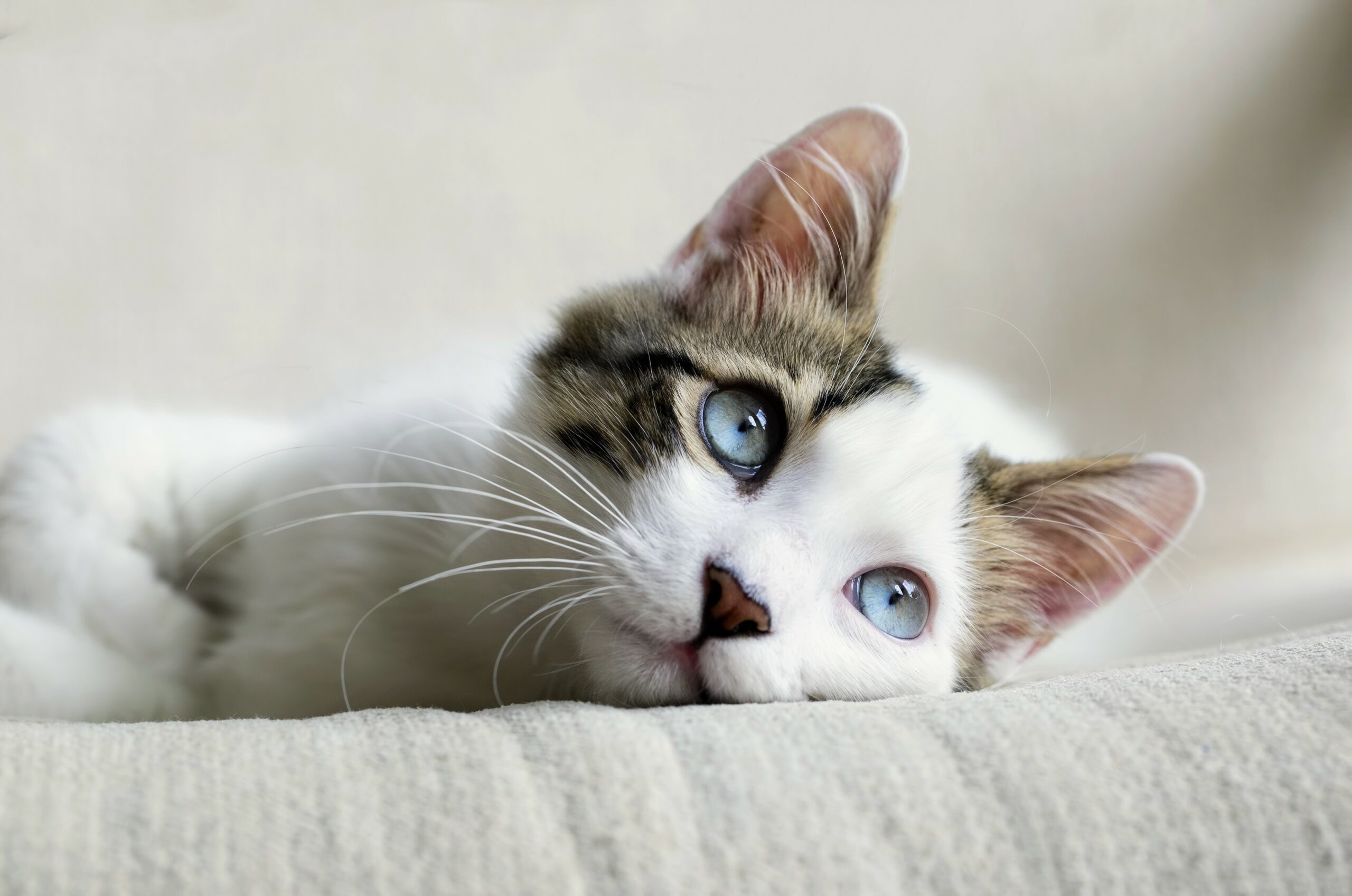 What cats can teach us about human genetic diseases - Earth.com