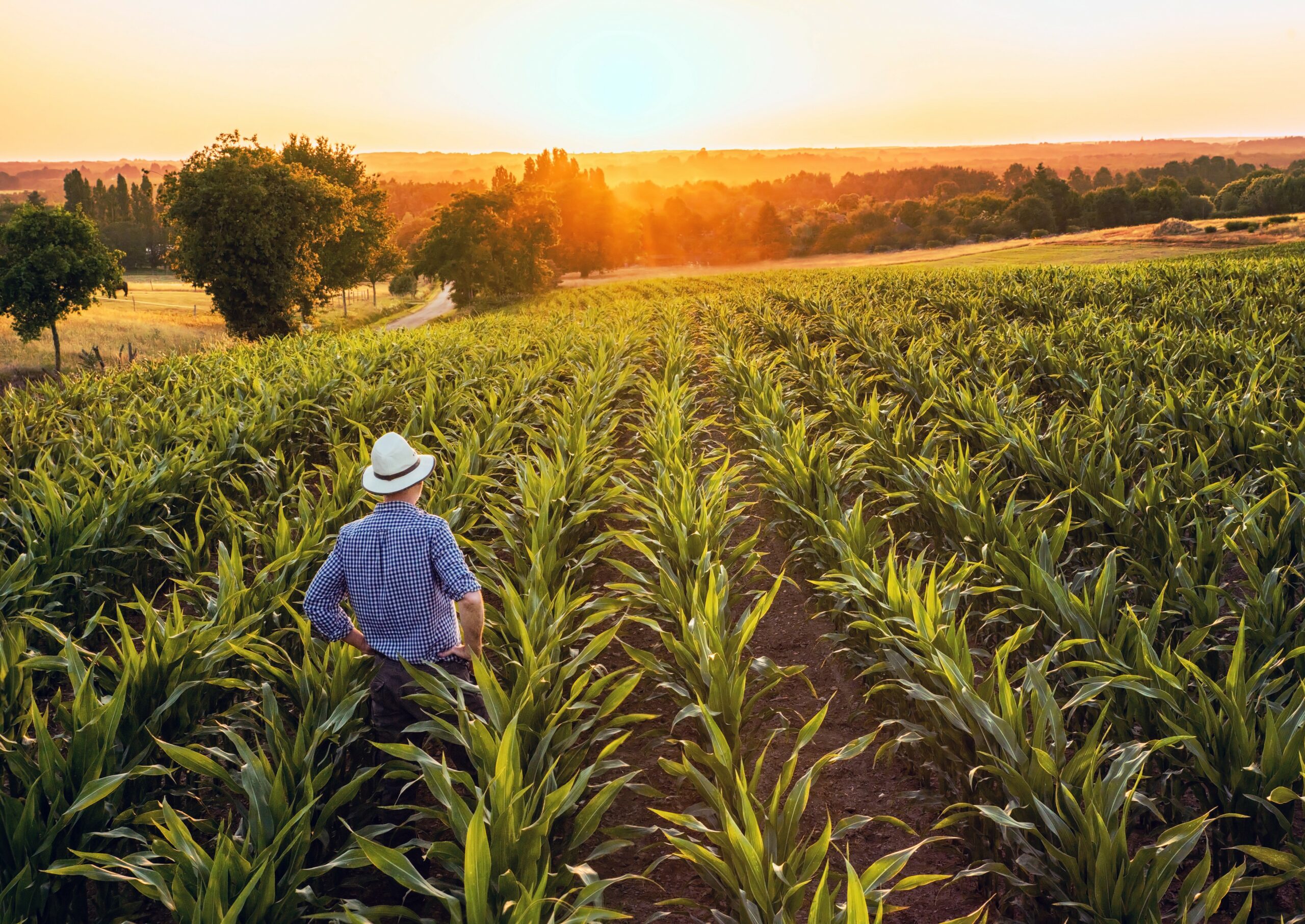 Crop diseases will rise in some areas, fall in others - Earth.com