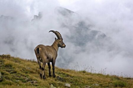 All About the Mysterious Alpine Ibex - Earth.com