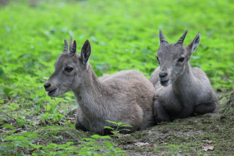 All About the Mysterious Alpine Ibex - Earth.com