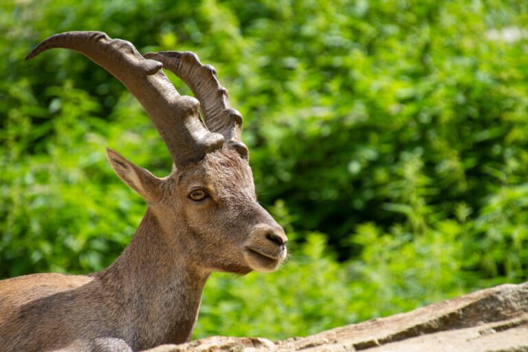 All About the Mysterious Alpine Ibex - Earth.com
