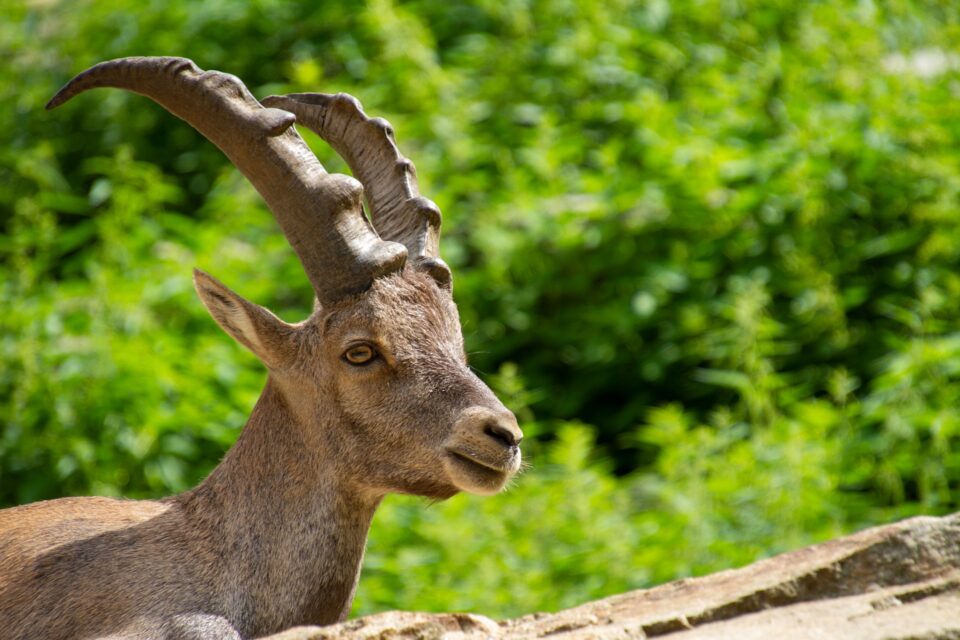 All About the Mysterious Alpine Ibex - Earth.com