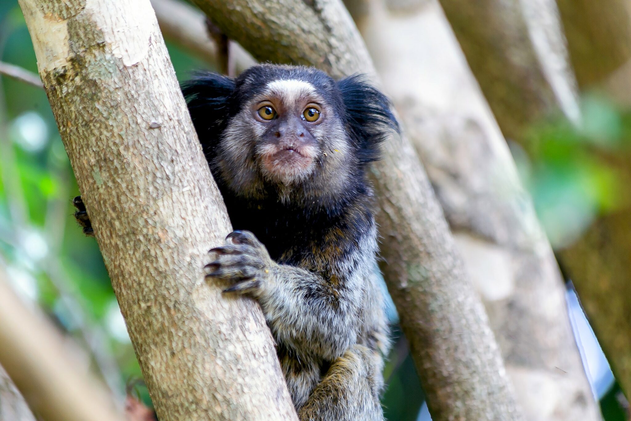 Highly threatened species of marmoset discovered in the Amazon • Earth.com