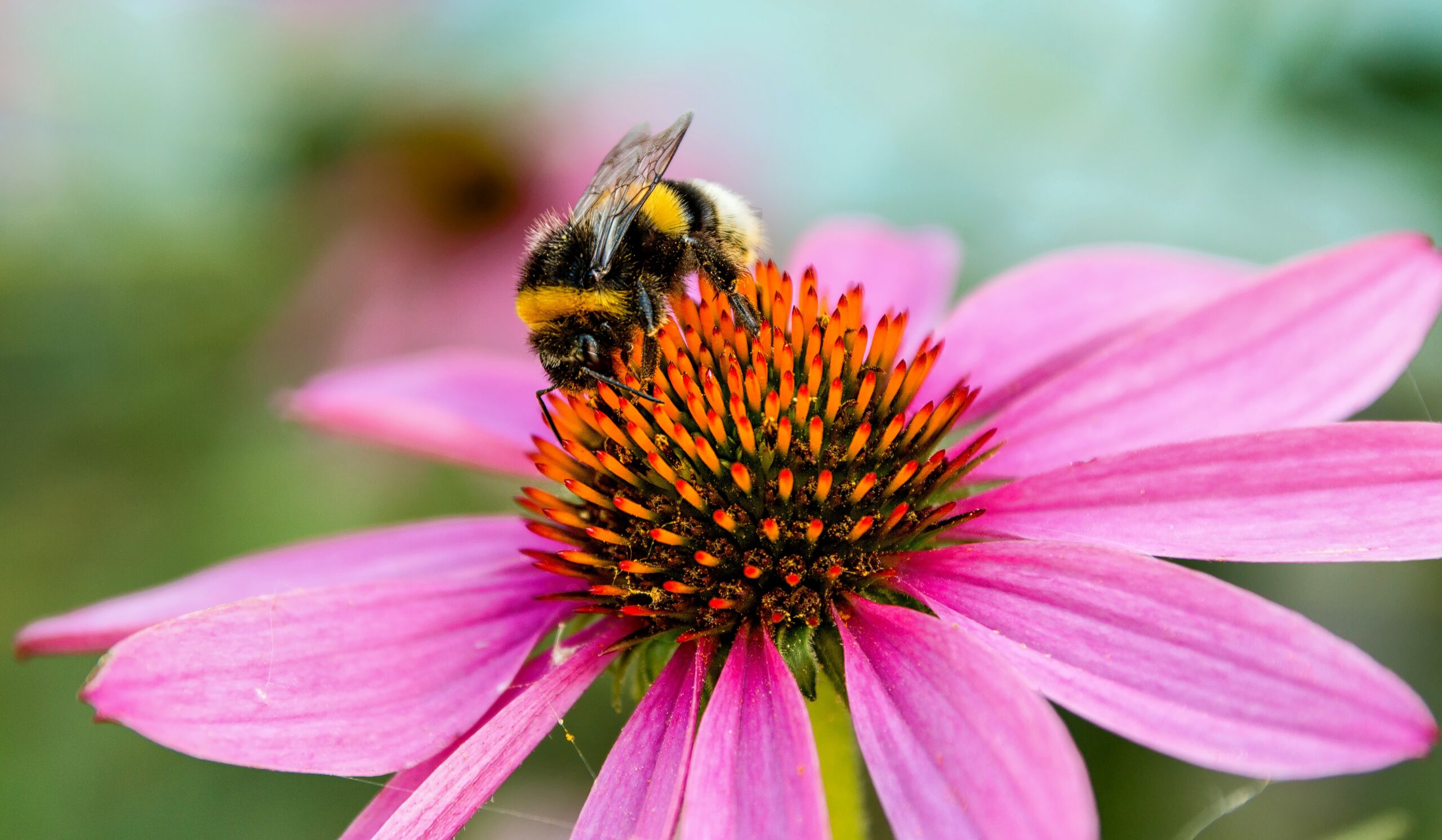 "Virtual safe space" could help save bees - Earth.com