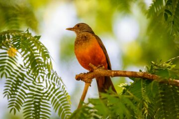 Birds involved in more seed dispersal have evolutionary stability ...