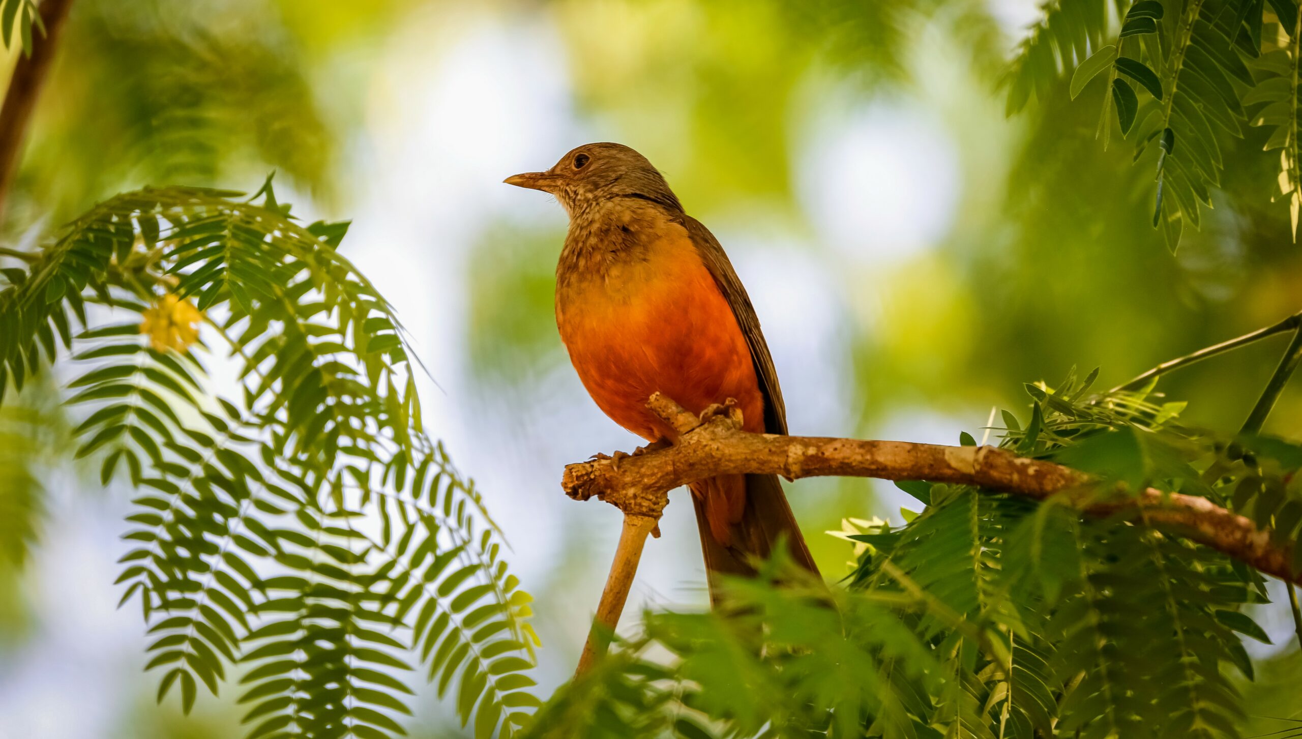 Birds Involved In More Seed Dispersal Have Evolutionary Stability Birds Involved In More Seed Dispersal Have Evolutionary Stability
