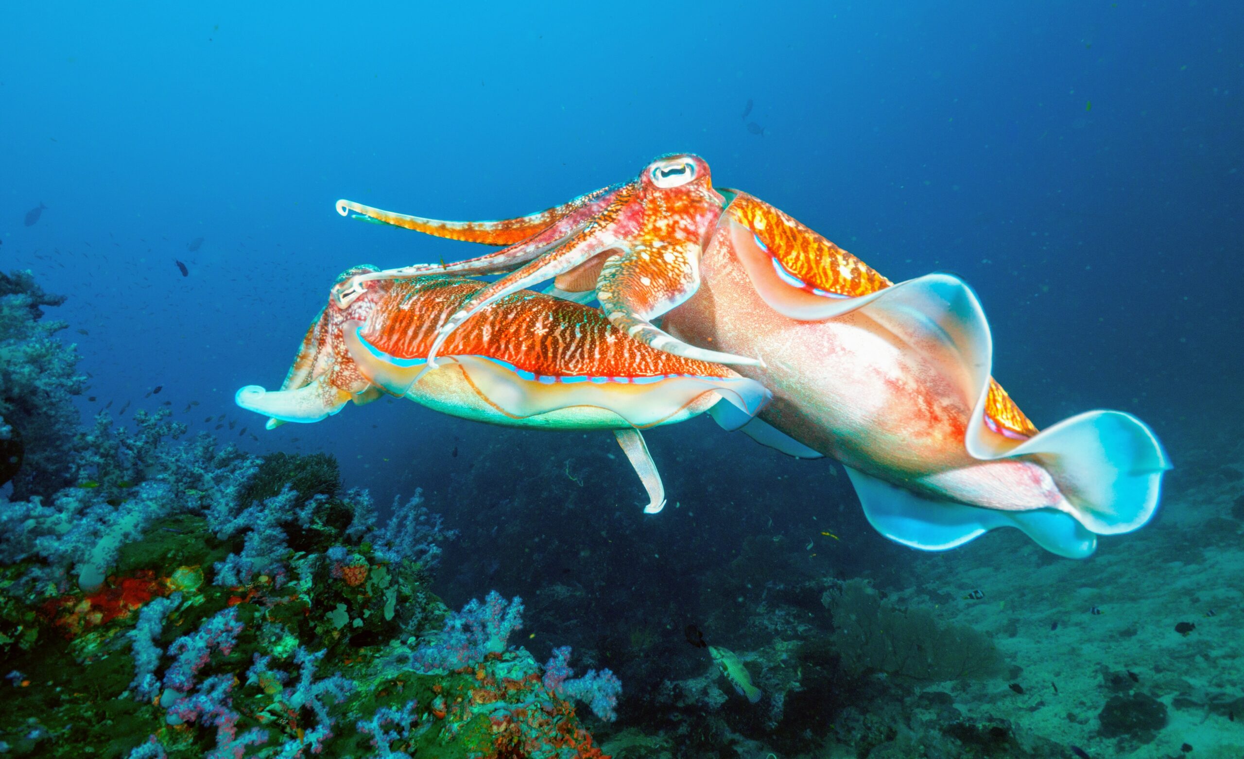 Old cuttlefish have a remarkable memory - Earth.com