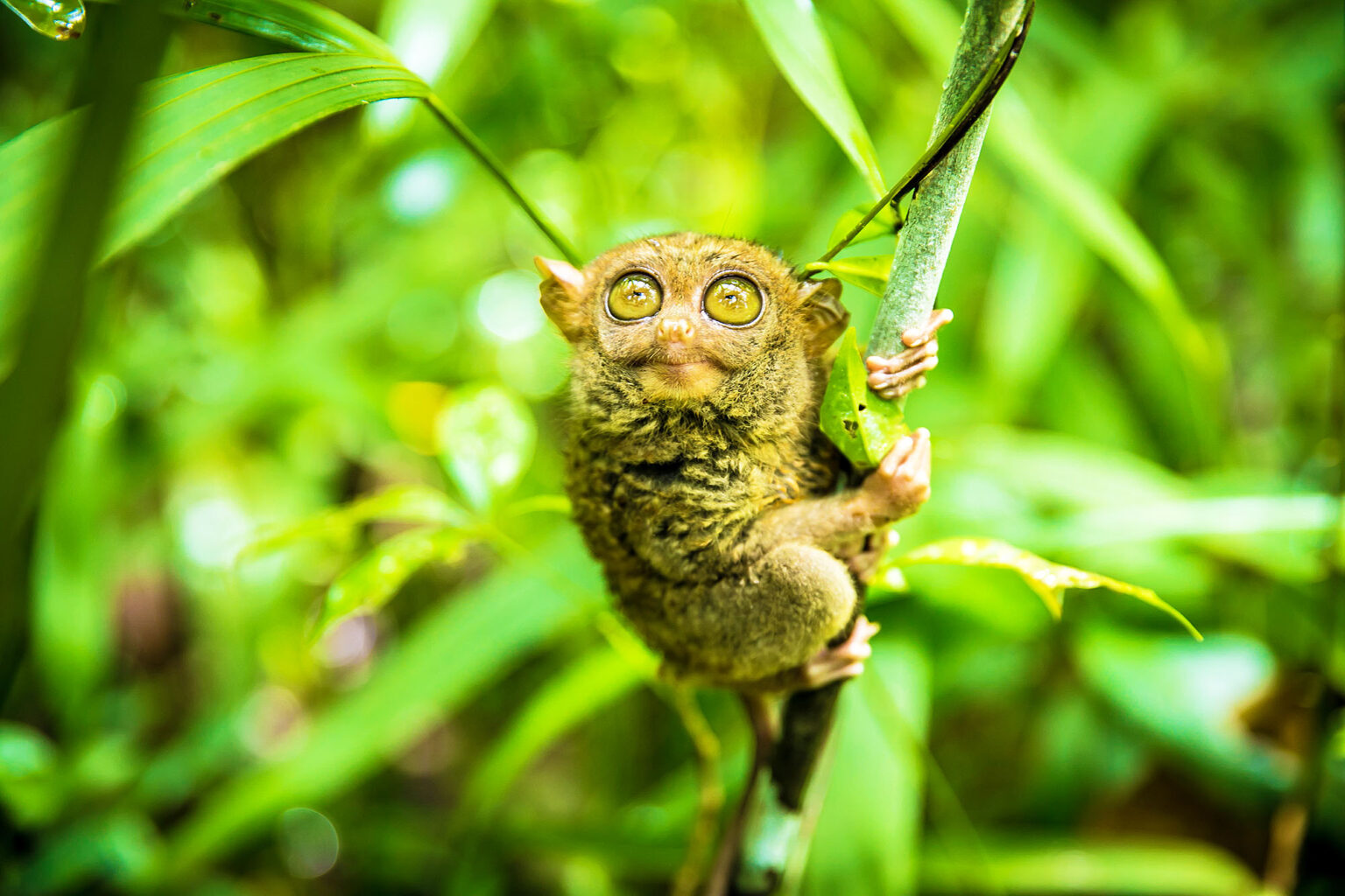 Philippine tarsier - Earth.com - Earth Image Gallery