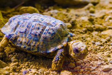Speckled Padloper tortoise - Earth.com - Earth Image Gallery
