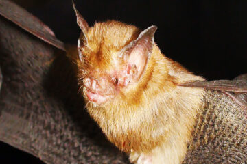 Kitti’s hog-nosed bat - Earth.com - Earth Image Gallery