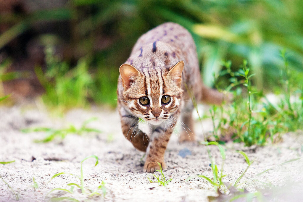 Rusty spotted cat - Earth.com - Earth.com Image Gallery