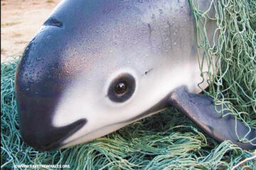 Vaquita dolphin - Earth.com - Earth Image Gallery