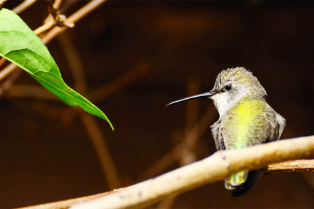 Bee hummingbird - Earth.com - Earth Image Gallery