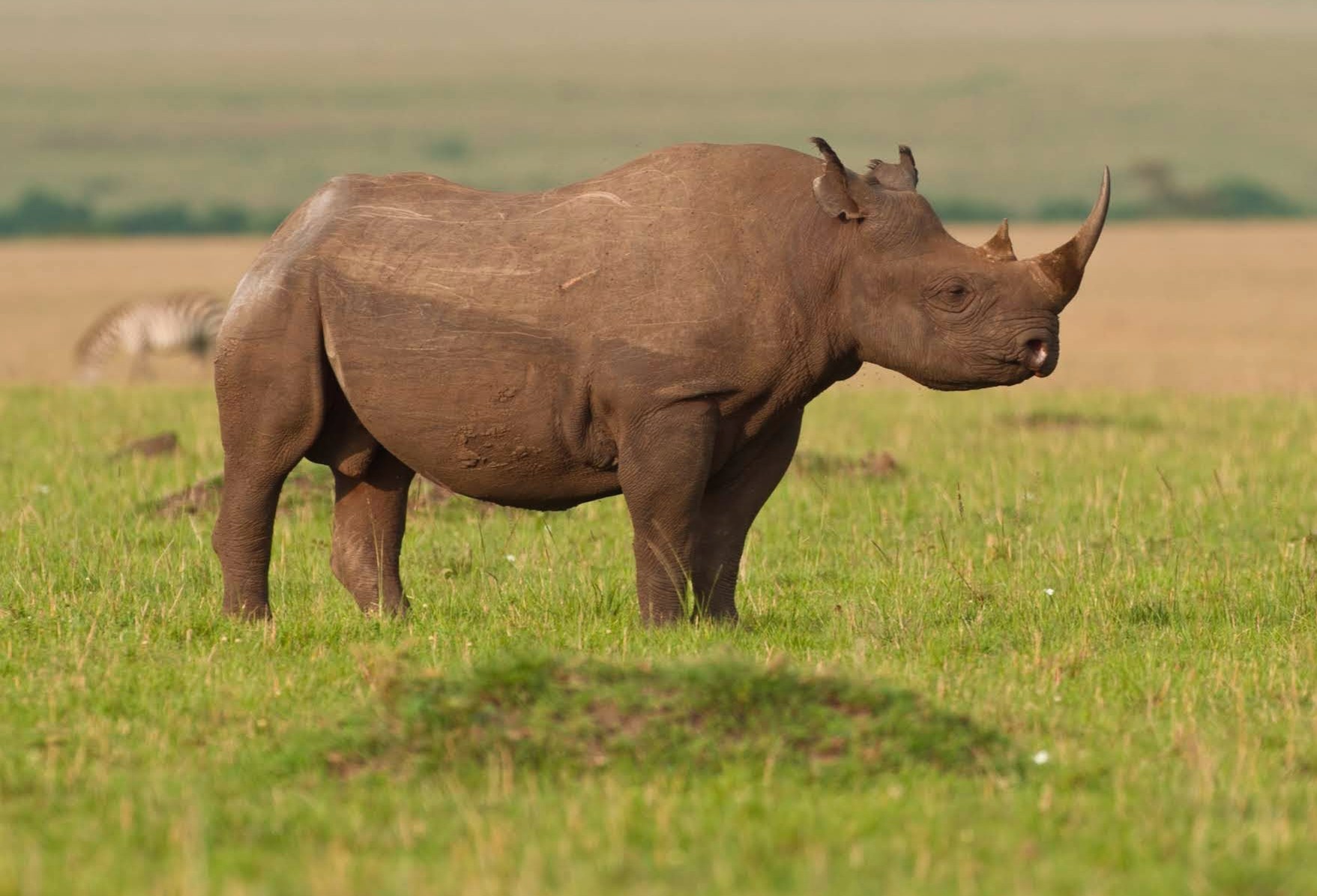 Rhinoceroses have always had low levels of genetic diversity - Earth.com