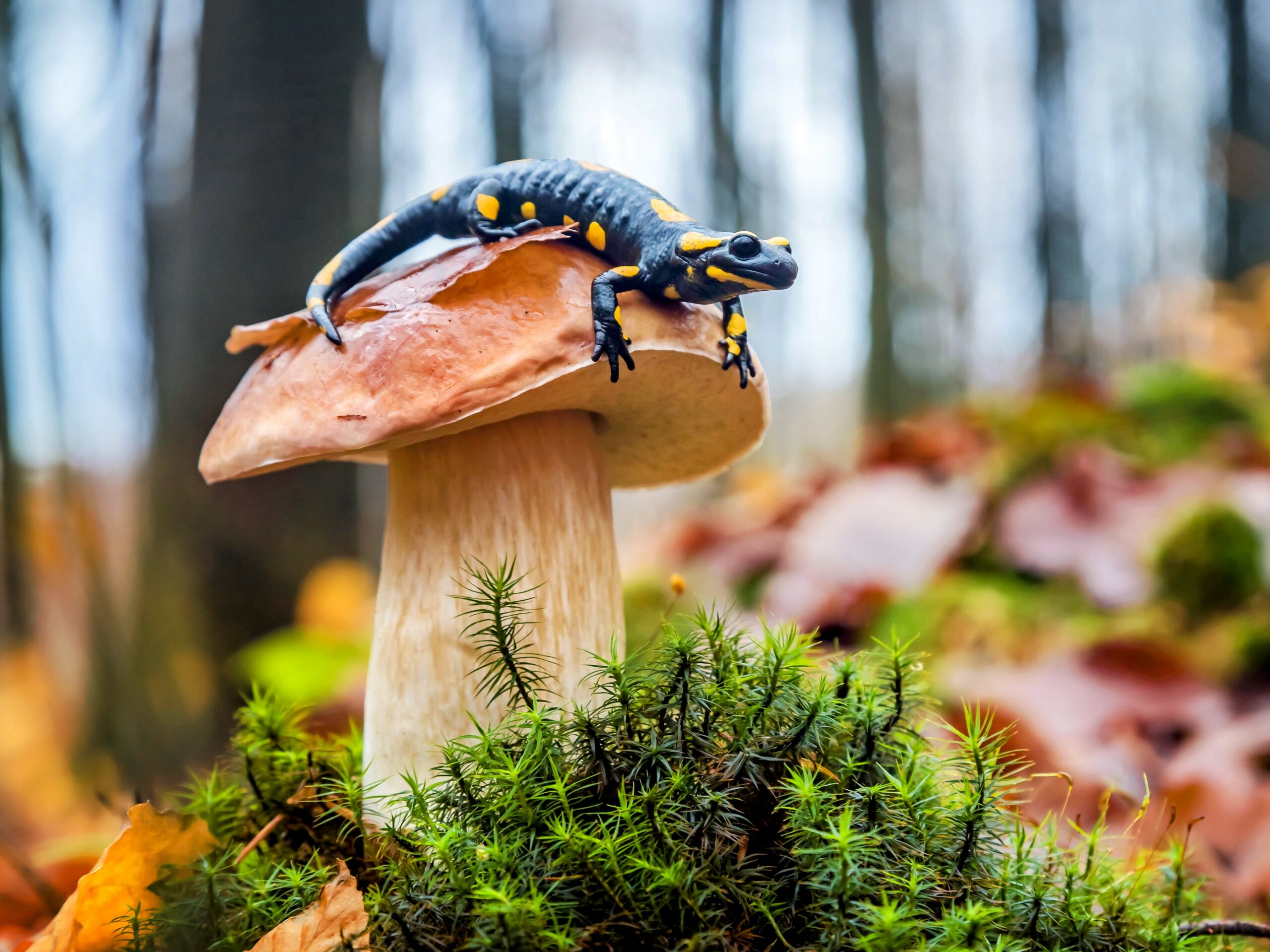 Elevation changes affect the speed of evolution - Earth.com