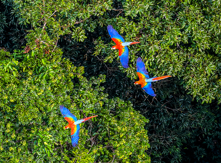 The impact of fire on Amazon biodiversity - Earth.com