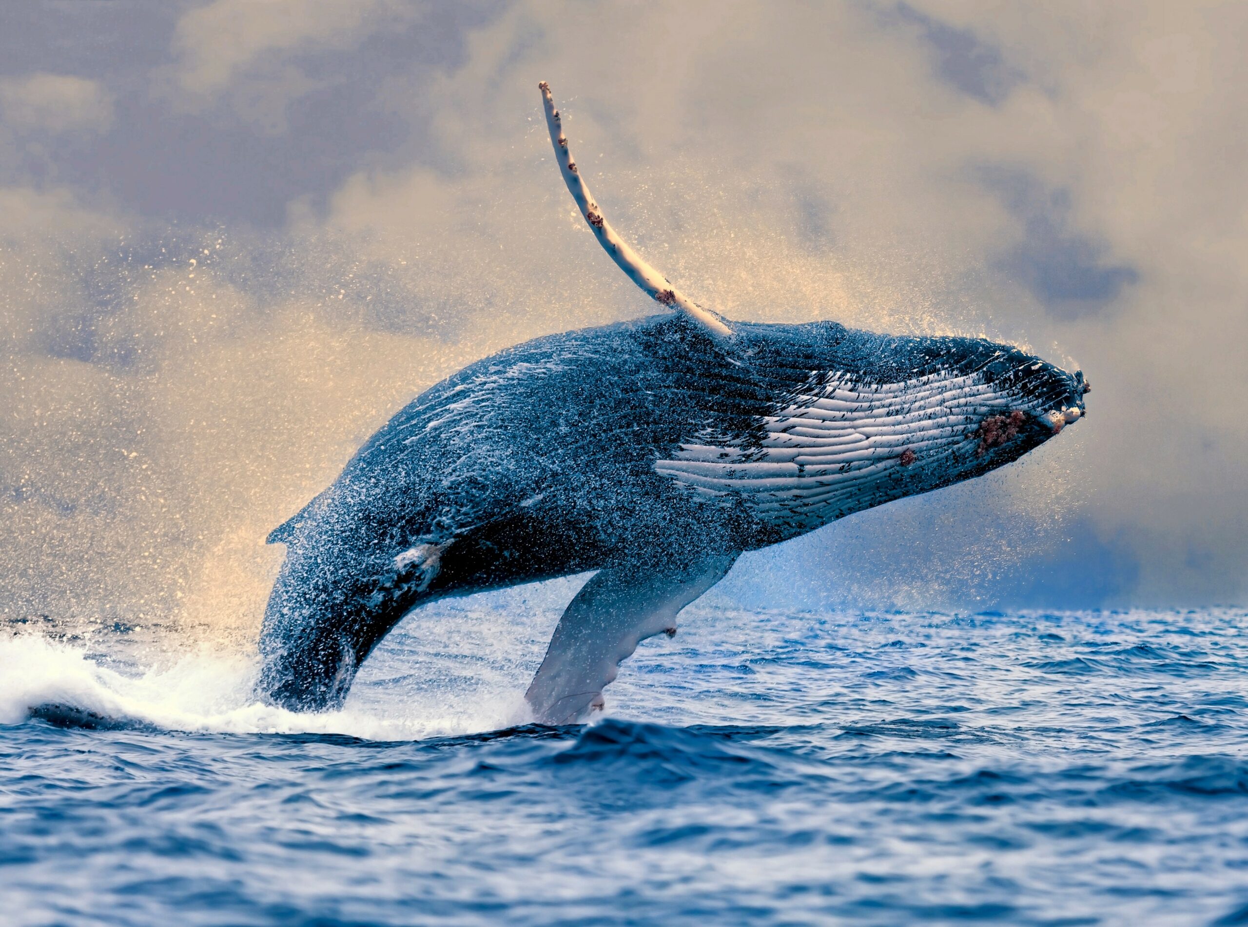 Whale songs are in a sophisticated league of their own - Earth.com