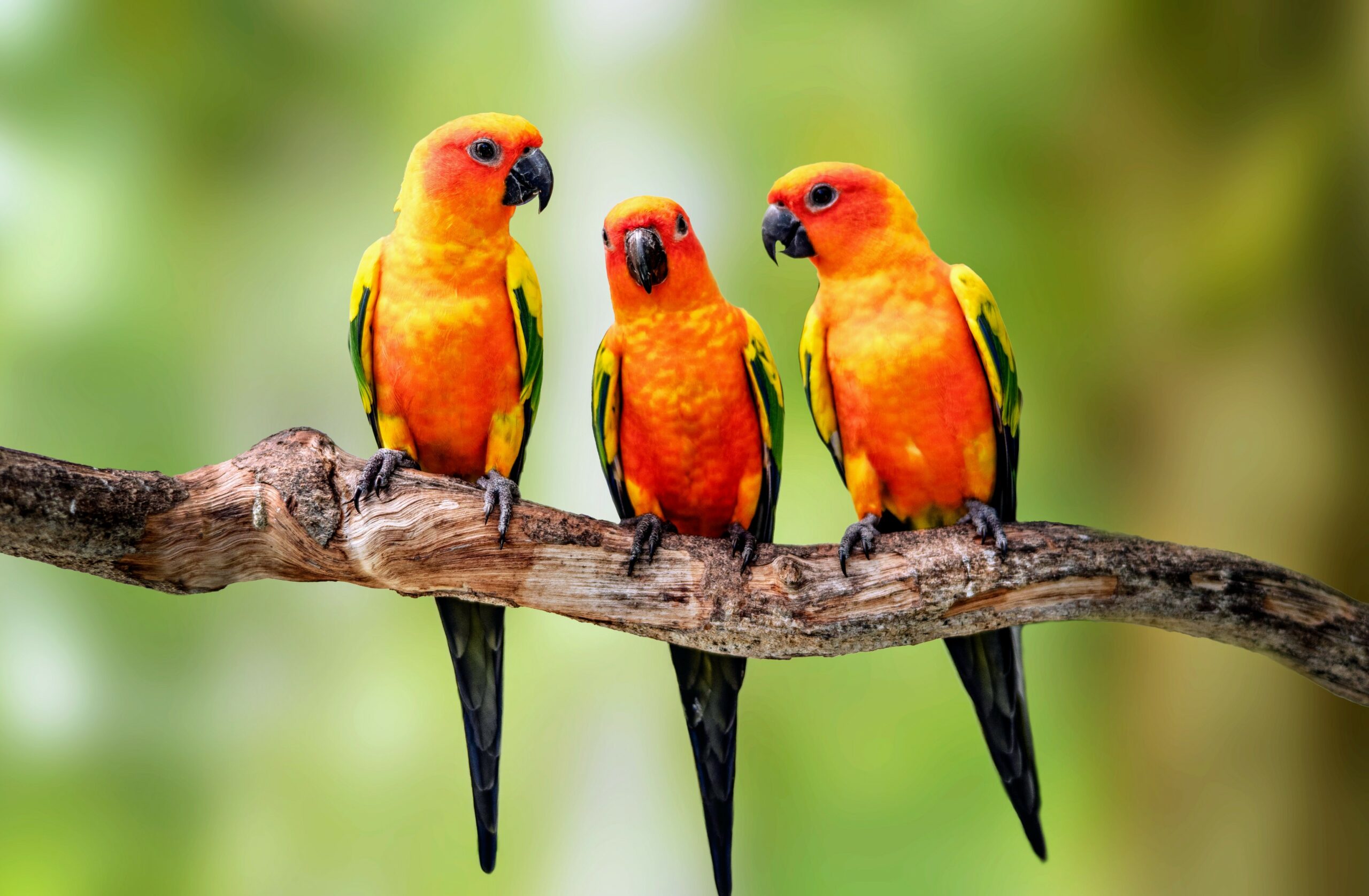 Scientists explore the fascinating topic of vocal learning in animals ...