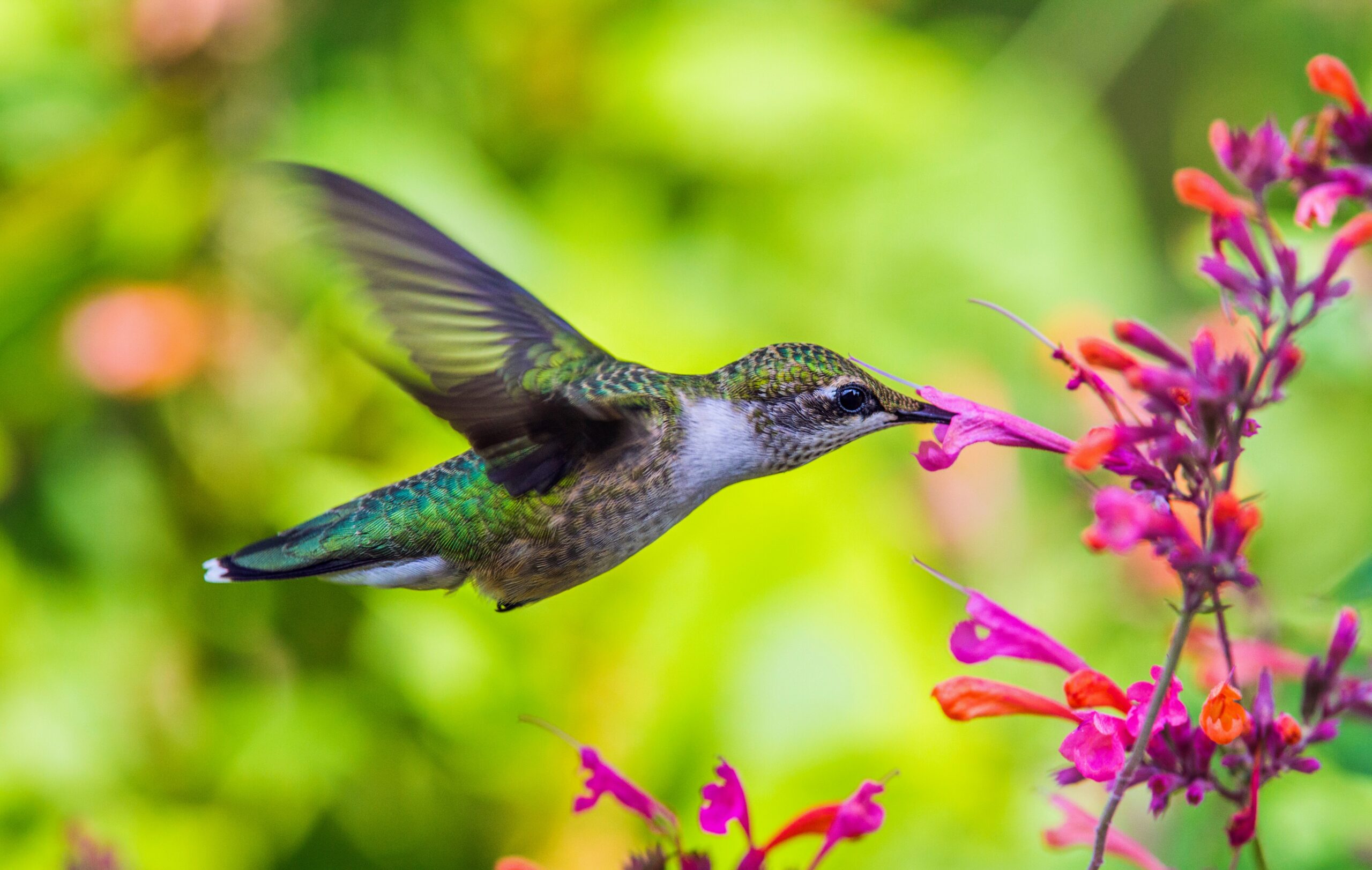 Hummingbirds can smell dangerous insects - Earth.com