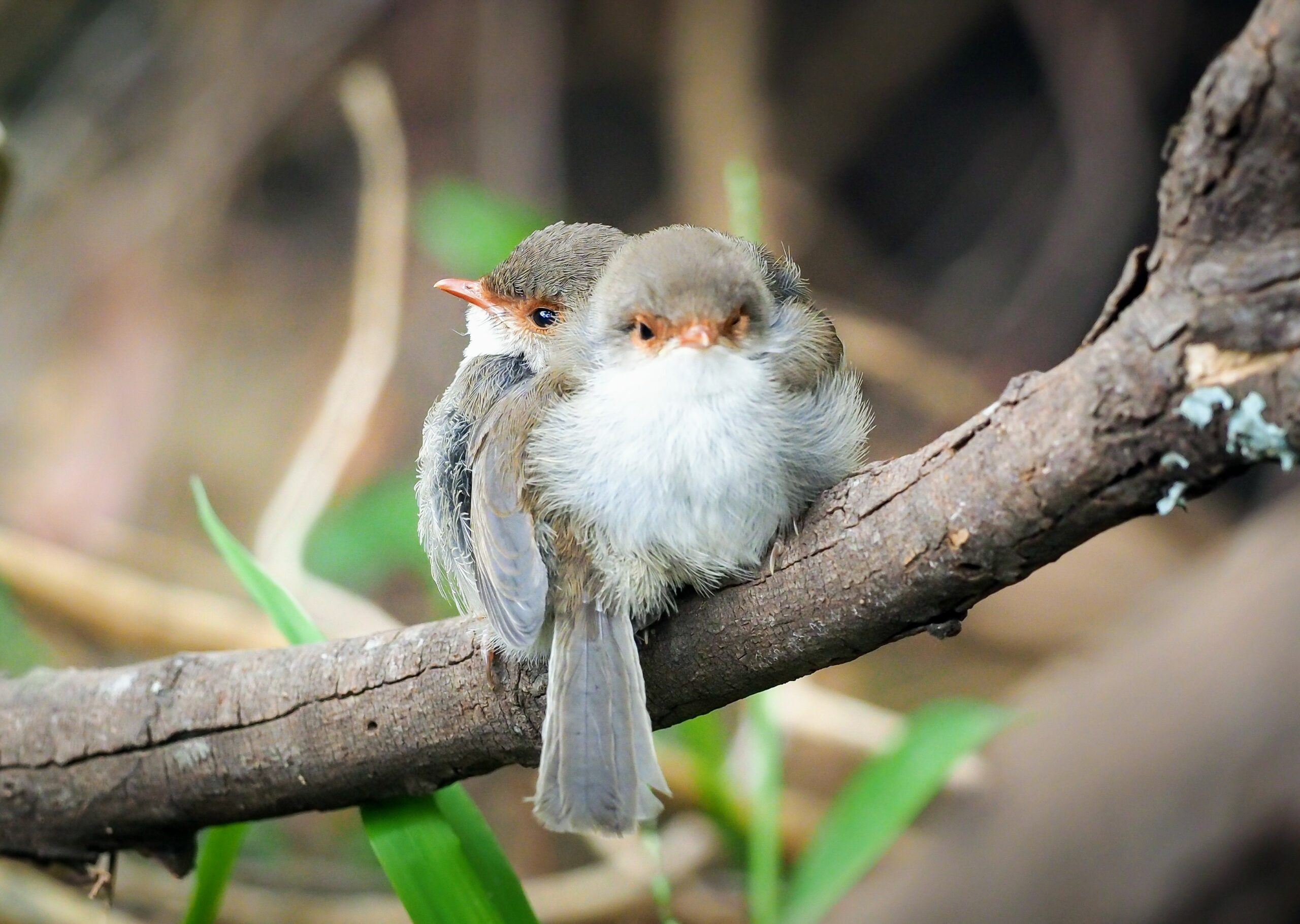 Baby birds can learn sounds before birth - Earth.com