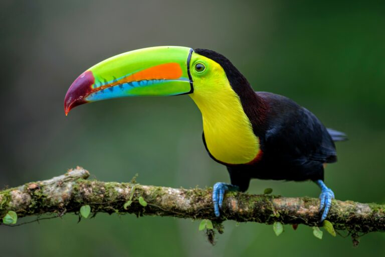 Animals are “shapeshifting” to survive climate change • Earth.com