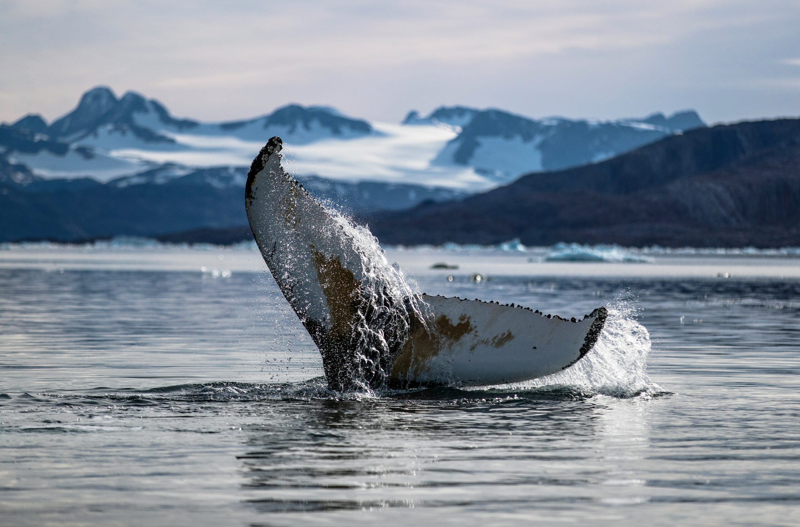 Scientists explain longevity in mammals - Earth.com