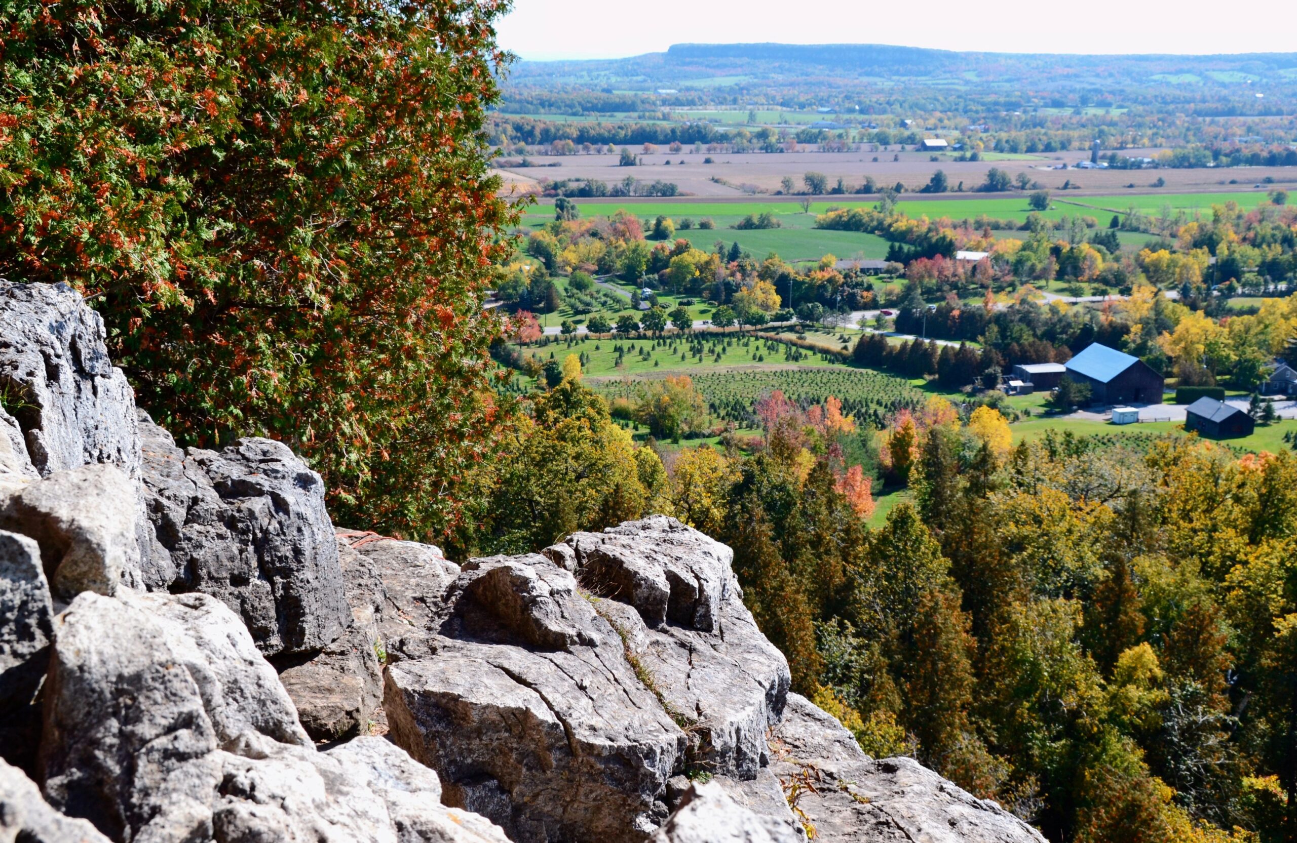 Bedrock may be secretly supplying trees with water - Earth.com