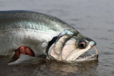 The vampire fish that doesn’t suck blood • Earth.com