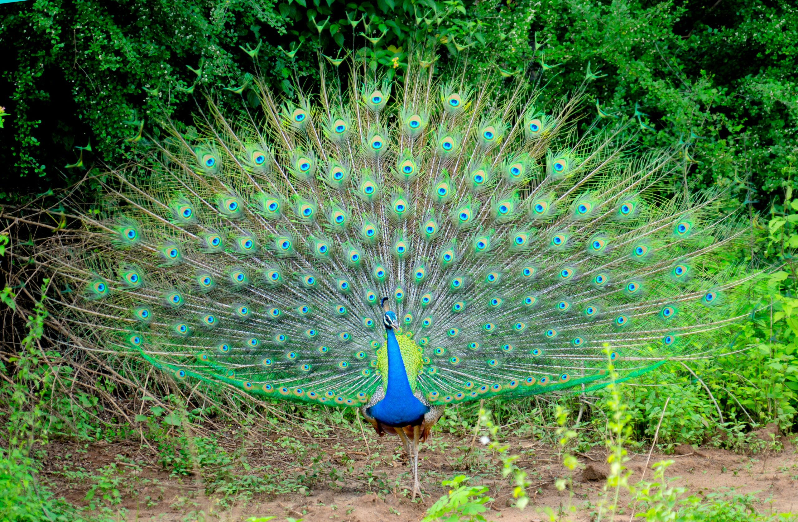 Tail feathers show that sometimes, it's all about survival of the ...