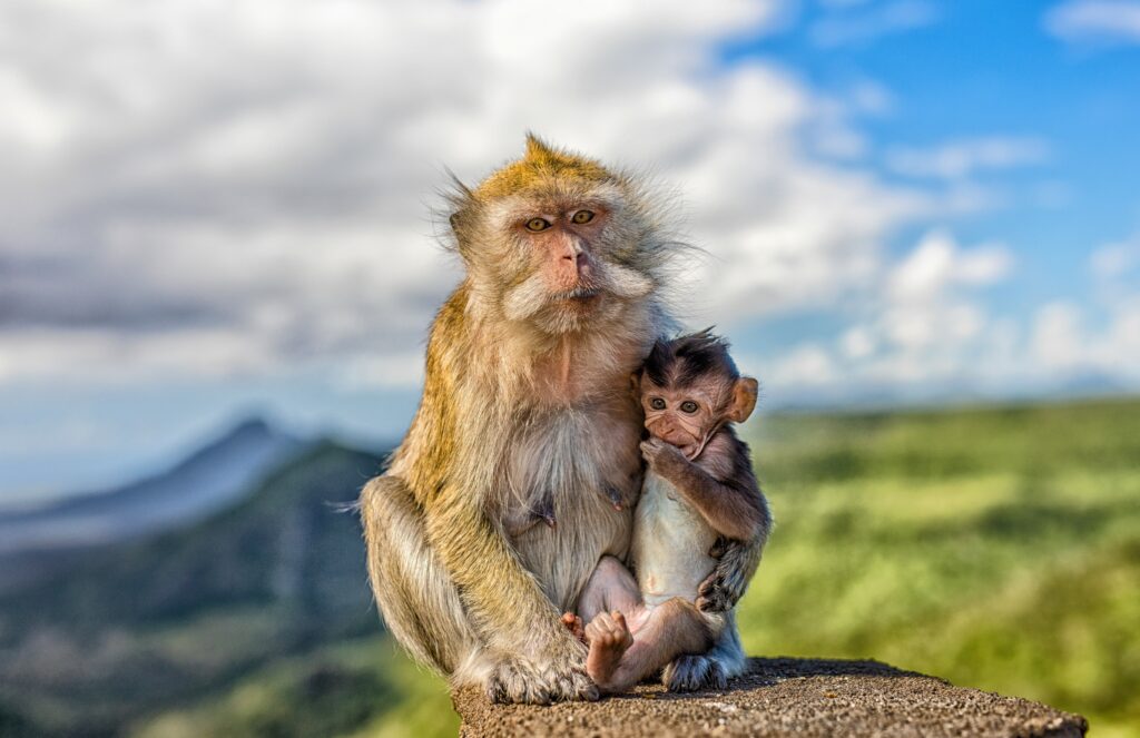 Primate mothers grieve by carrying their infants after death • Earth.com