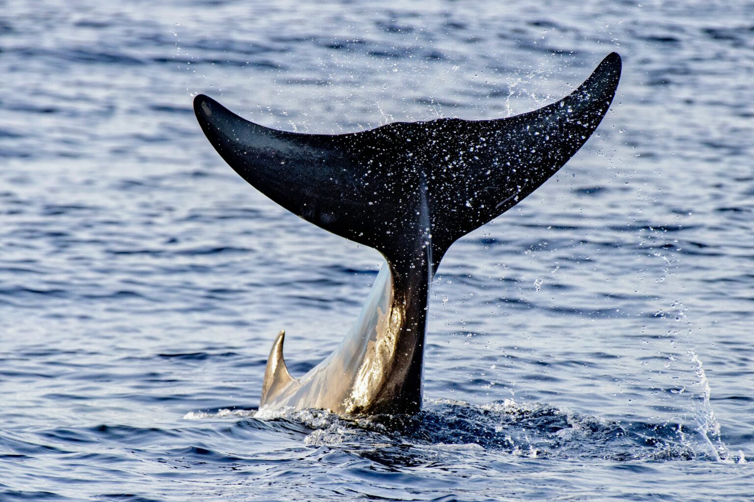 "Fingers" discovered in the flippers of beaked whales • Earth.com