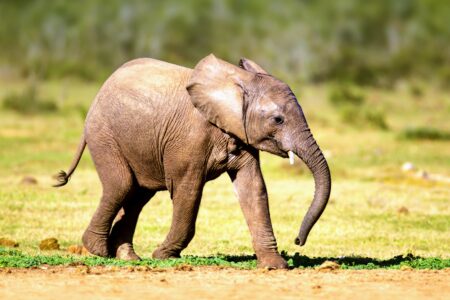 For Asian elephant calves, big sisters are better than big brothers ...
