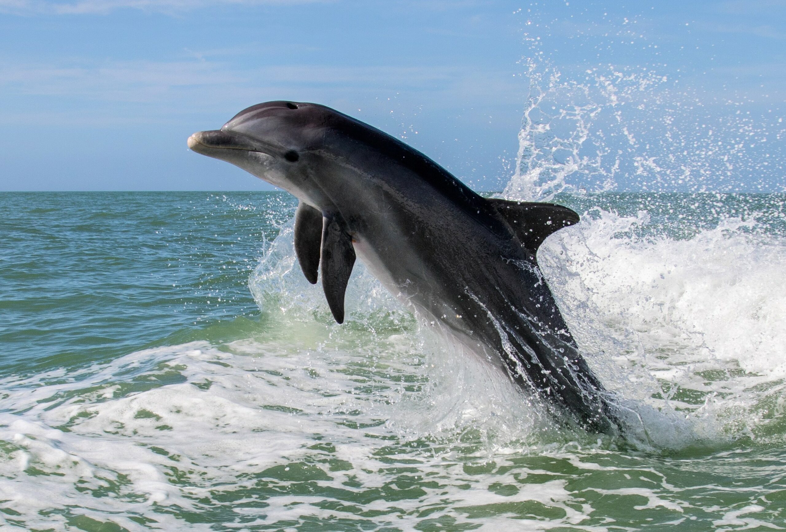 Human whistling may decode dolphin language - Earth.com