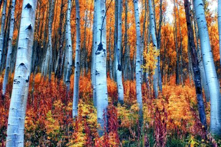 Aspen trees change their genetic structure to adapt • Earth.com