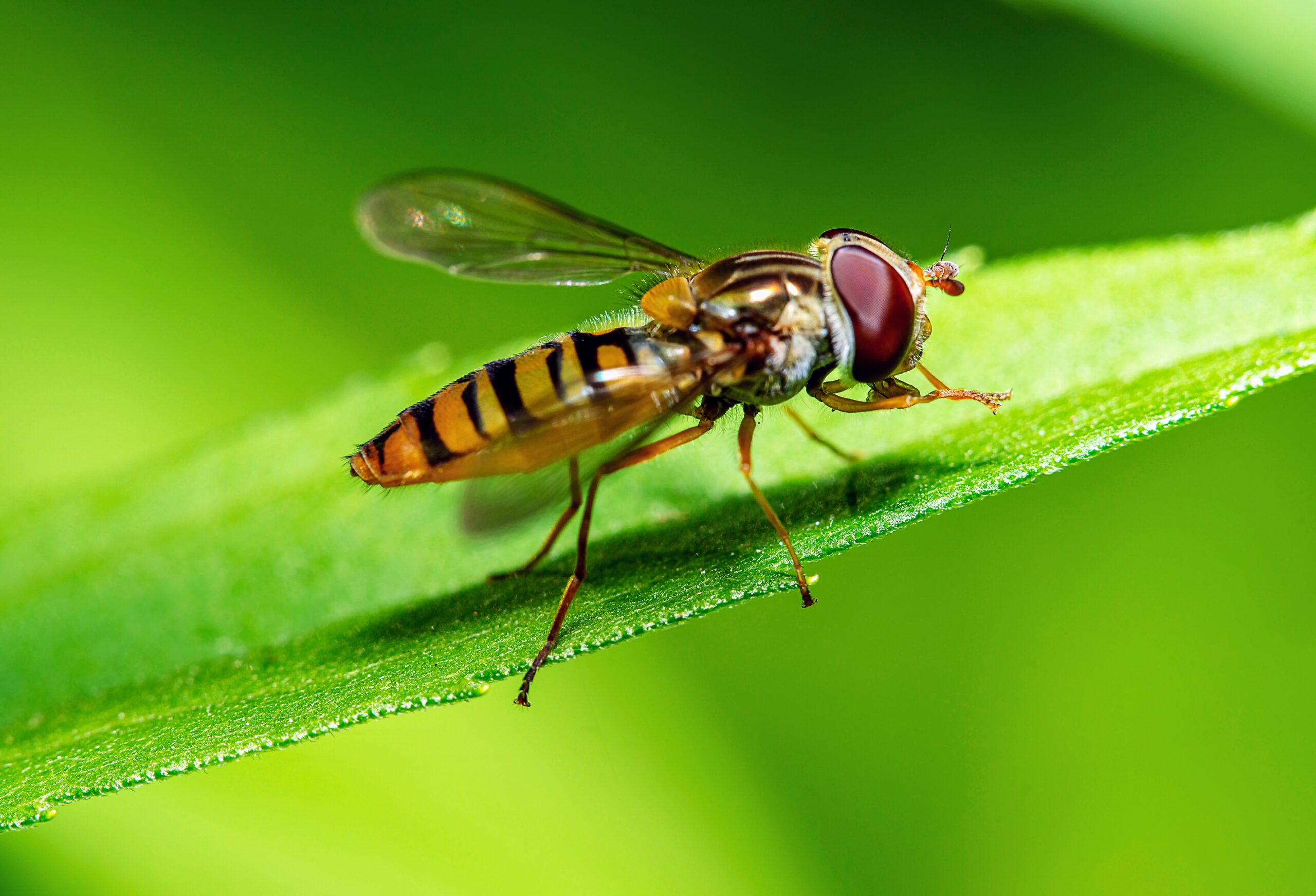Hoverflies navigate by aligning their bodies with the sun - Earth.com