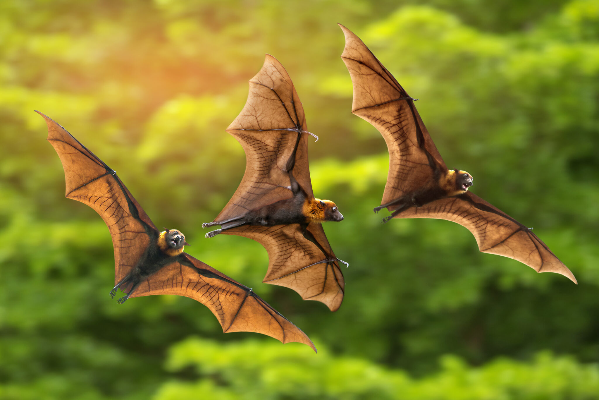 Vampire bats hunt for food with their friends • Earth.com