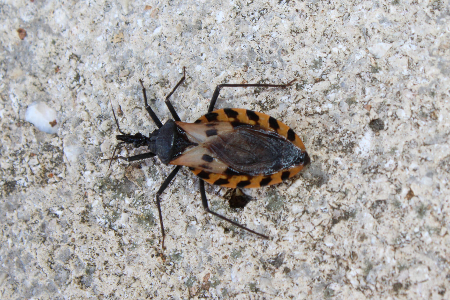 Kissing Bugs - Earth.com