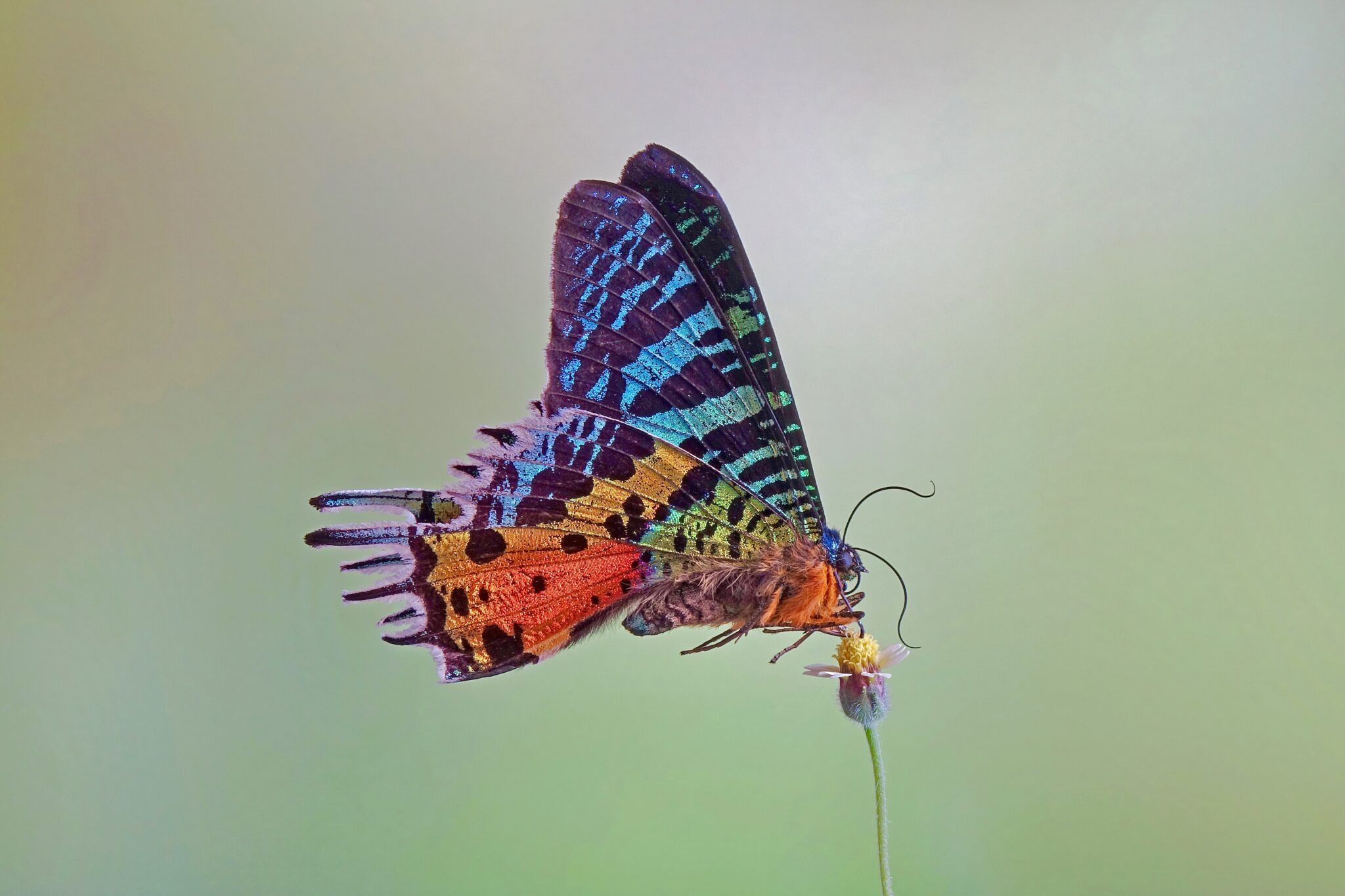 Madagascan Sunset Moth - Earth.com