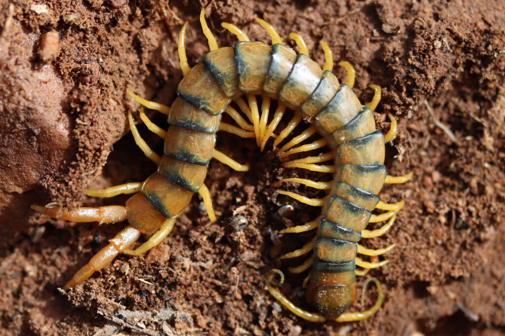 Centipede - Earth.com