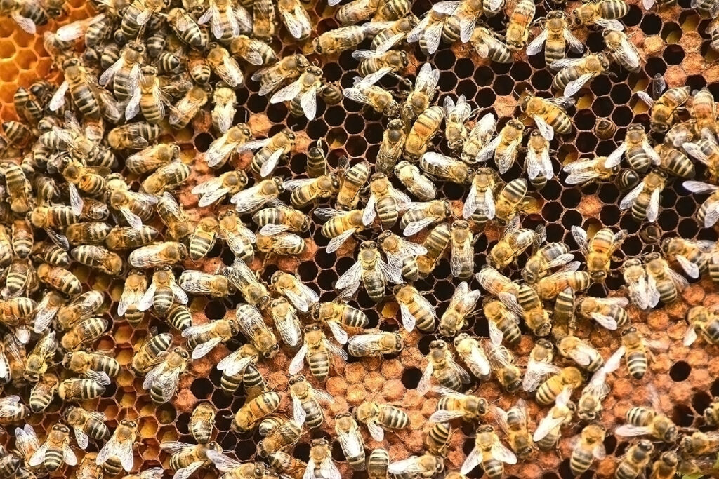 Africanized Honey Bees - Earth.com