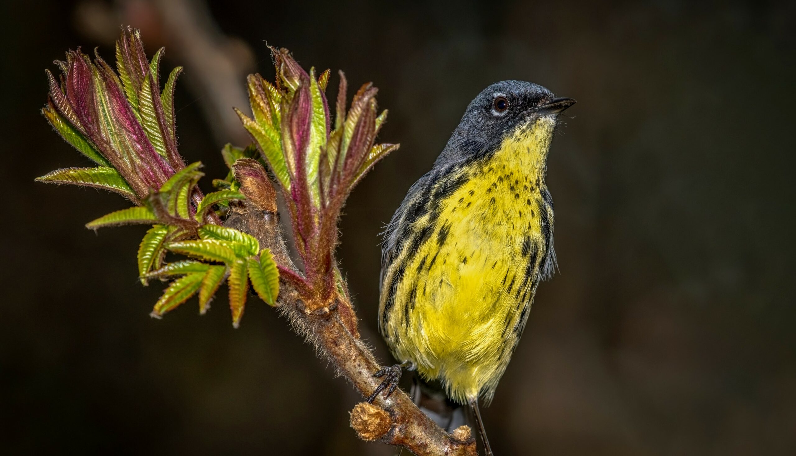 Birds pick up new gut bacteria as they travel - Earth.com