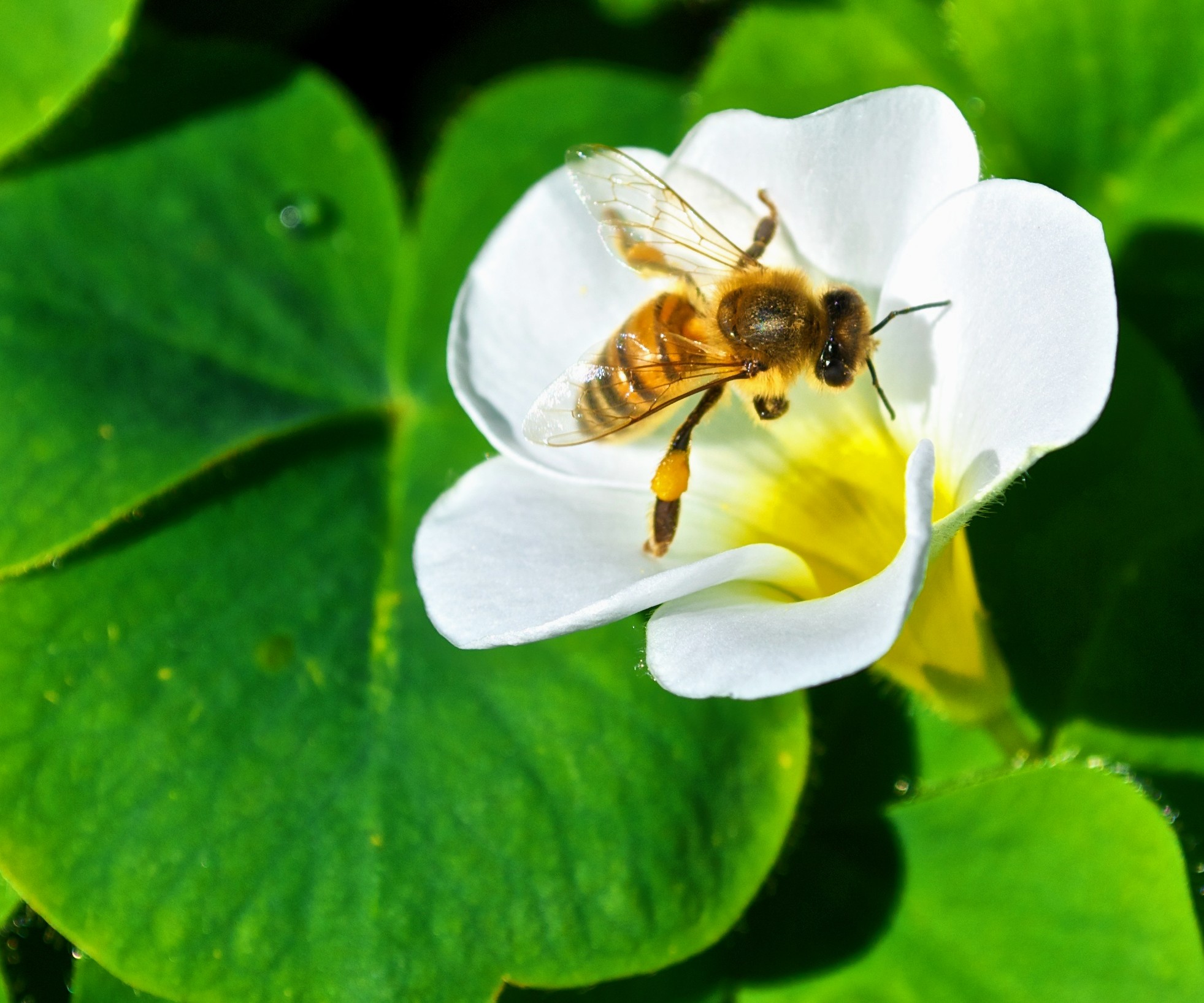 Australian bees are struggling to bounce back from wildfires - Earth.com