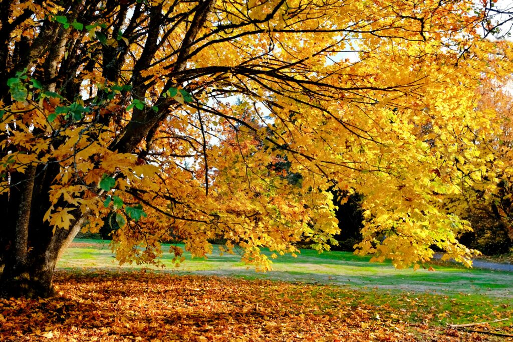 Bigleaf Maple decline caused by hot, dry summers • Earth.com